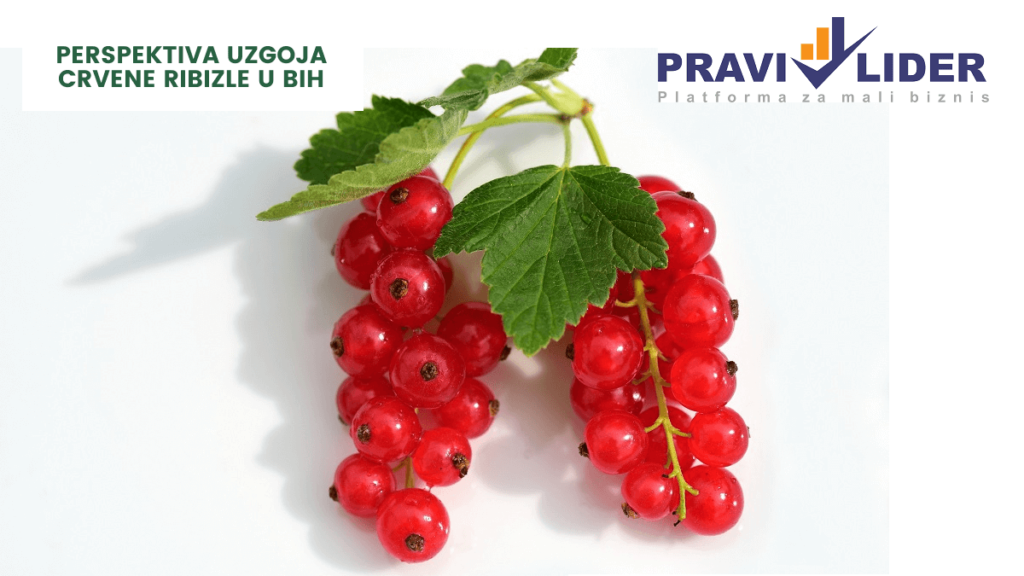 Perspektiva uzgoja crvene ribizle u Bosni i Hercegovini - Pravi Lider