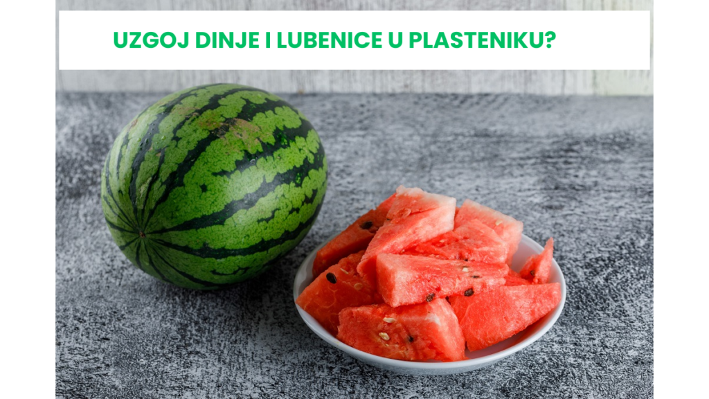 Uzgoj dinje i lubenice u plasteniku? - Pravi Lider