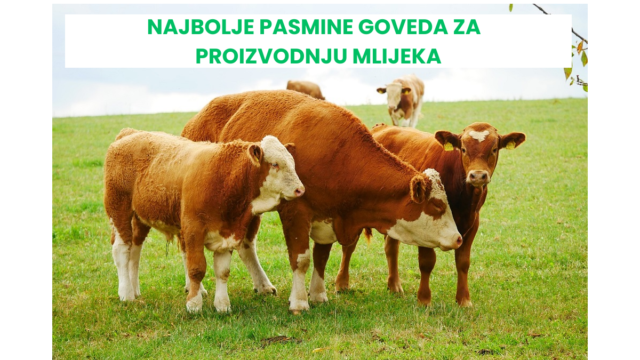 NAJBOLJE PASMINE GOVEDA ZA PROIZVODNJU MLIJEKA - Pravi Lider